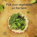 PICK YOUR OWN ORGANIC FARM IN ABU DHABI - Sustainability Tribe