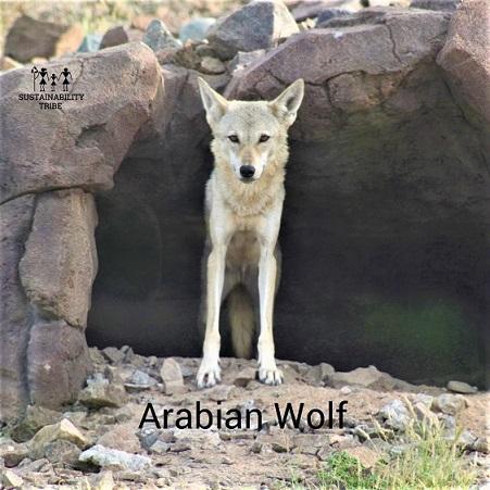 UAE’S ENDANGERED WILDLIFE CONSERVATION CENTER AT KALBA - Sustainability ...
